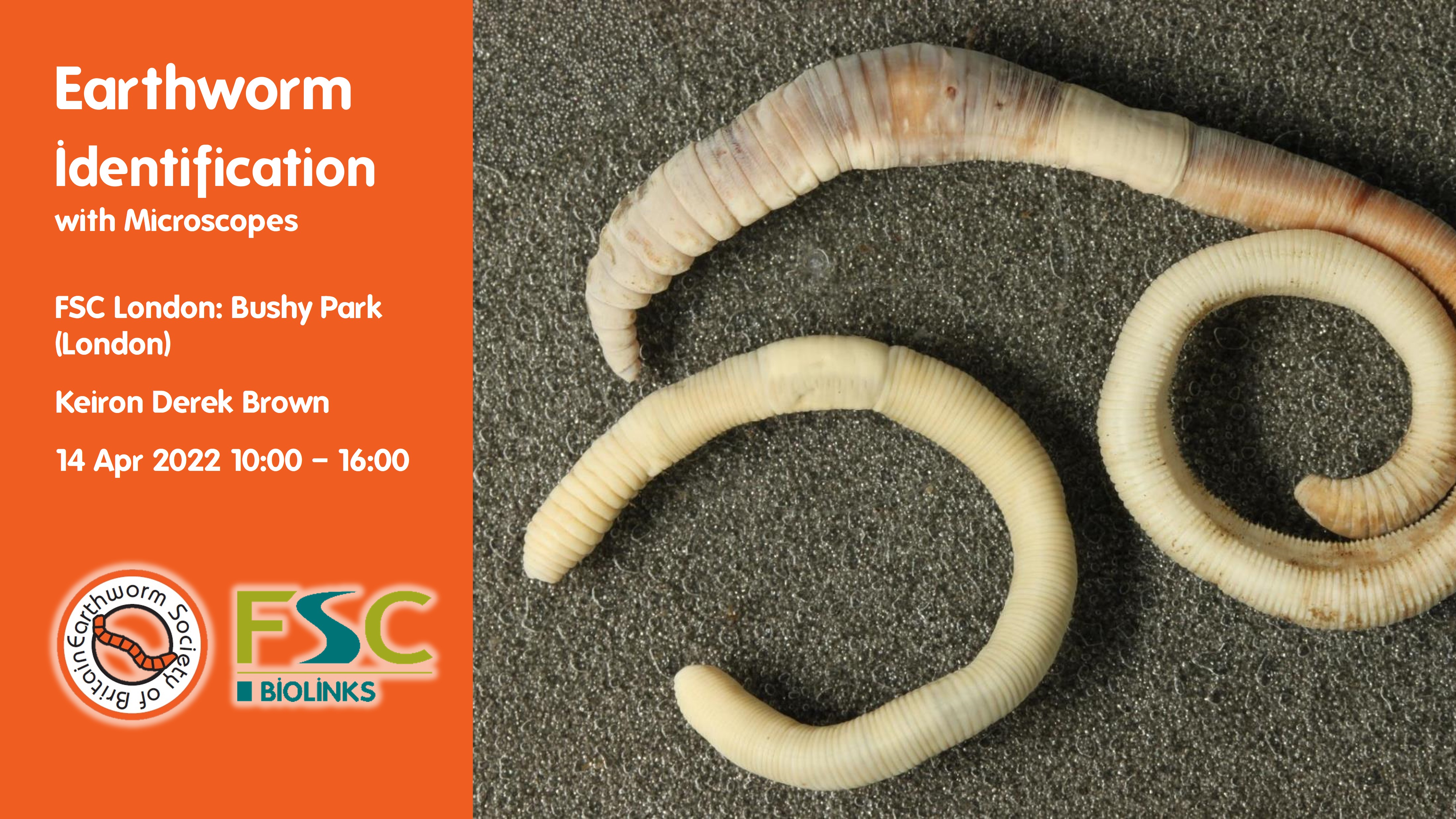 Earthworm Under Microscope